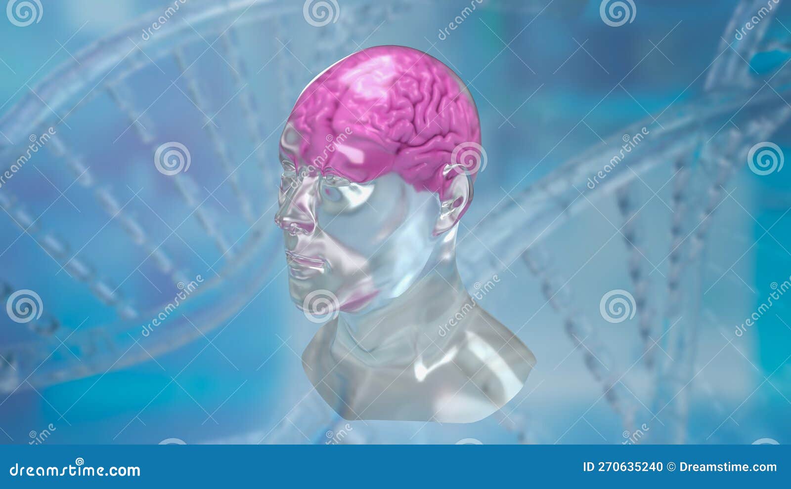 The Crystal Head and Brain for Sci or Education Concept 3d Rendering ...