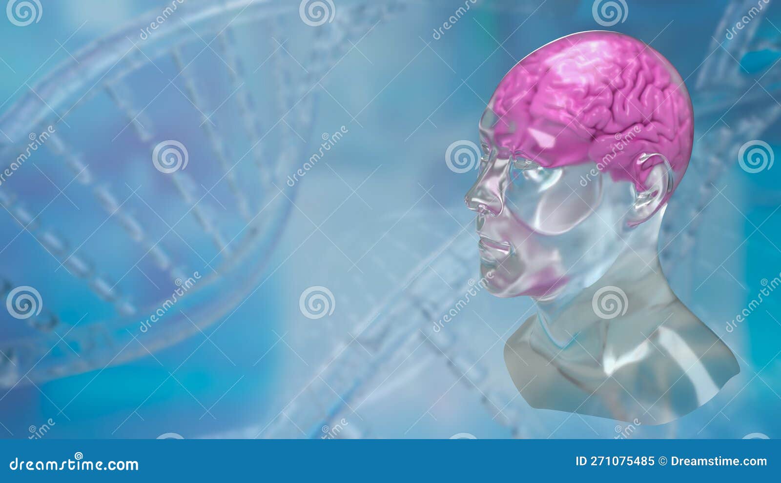 The Crystal Head and Brain for Sci or Education Concept 3d Rendering ...
