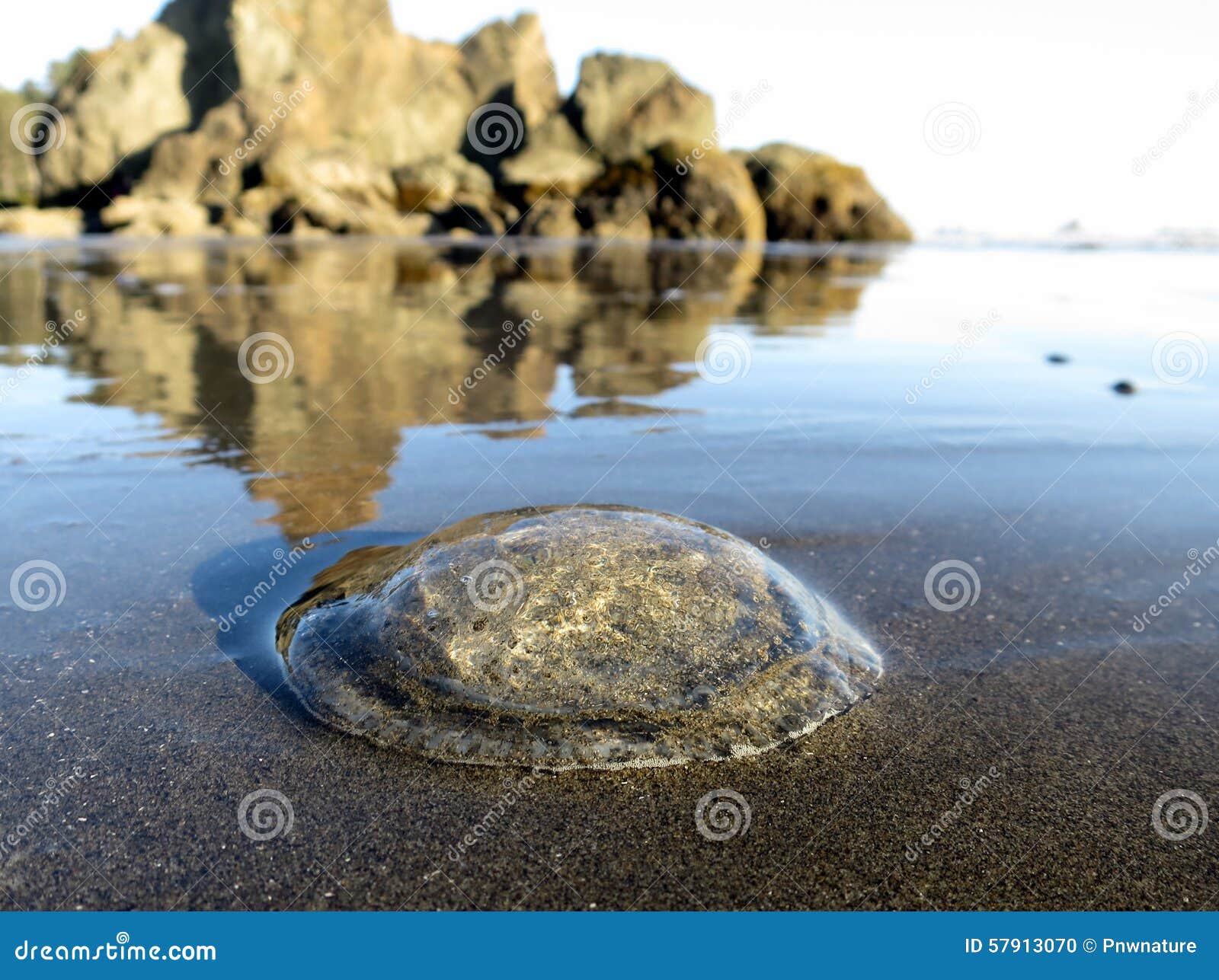 Crystal Jelly - Aequorea Victoria Stock Photo - Image of wildlife ...