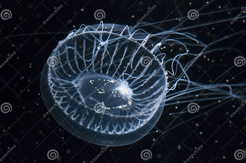 Crystal Jellyfish stock image. Image of space, cnidaria - 7113363