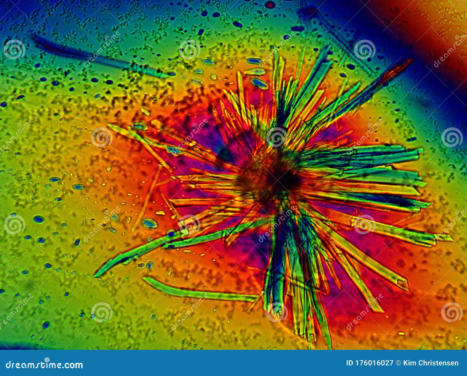 Crystal Layer on Microscope Object Glass, Seen in Polarized Light. this ...