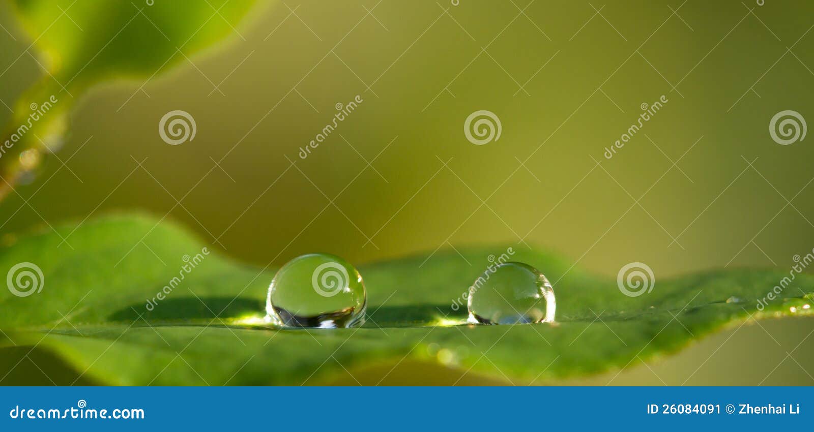 Crystal-like Water Drops on Leaf Stock Image - Image of light, like ...