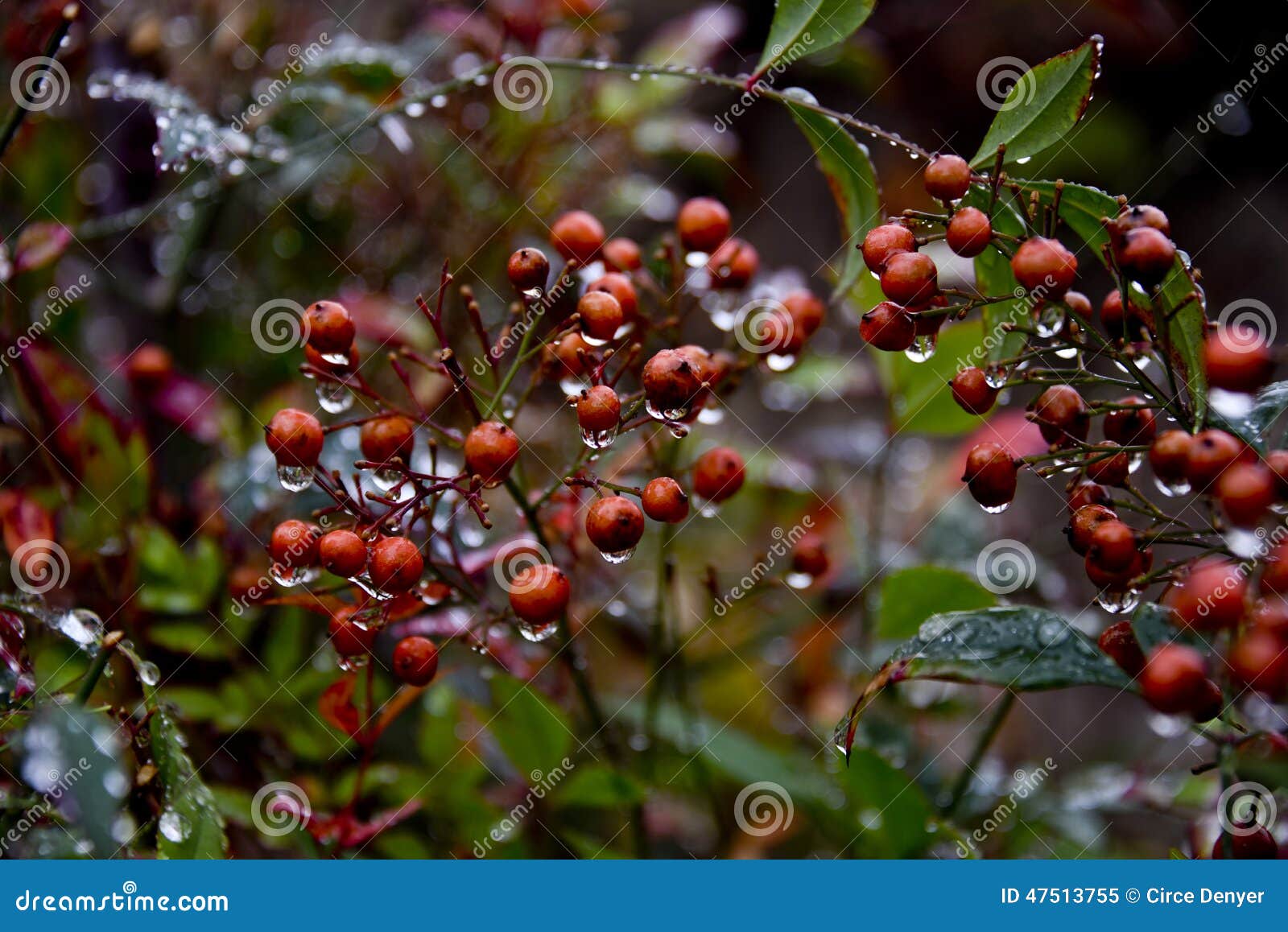 Raindrops on Red Berries stock image. Image of raindrops - 47513755