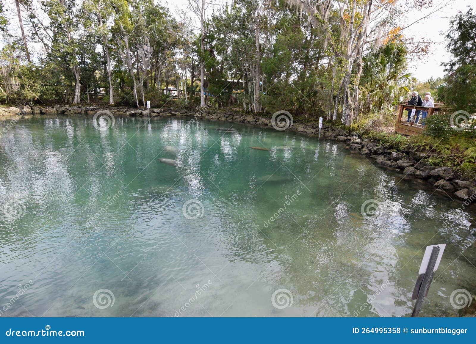 Crystal River, Three Sisters Springs December 26 2022 Stock Photo ...
