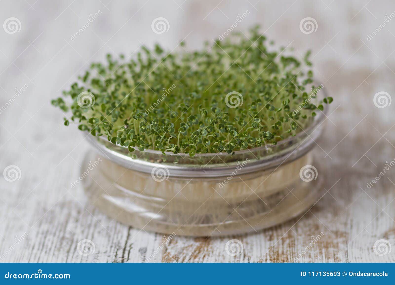 Seed germination container stock image. Image of nature - 117135693