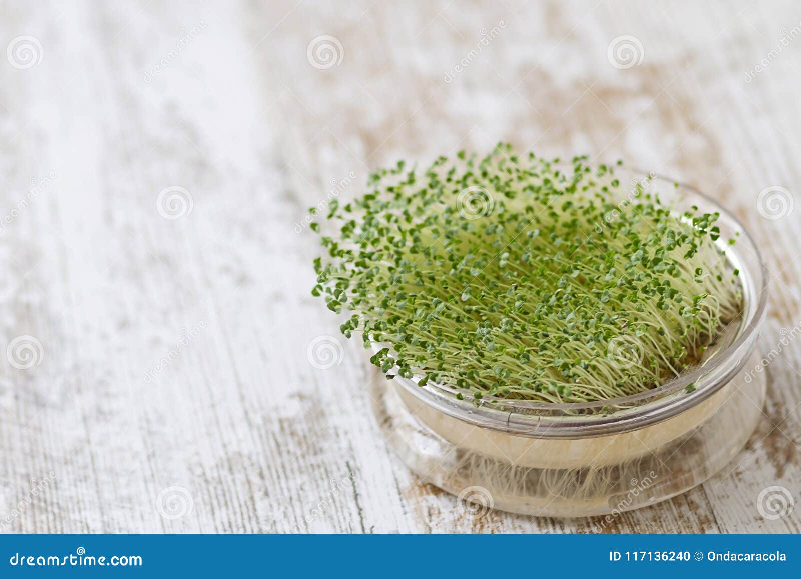 Seed germination container stock photo. Image of grain - 117136240