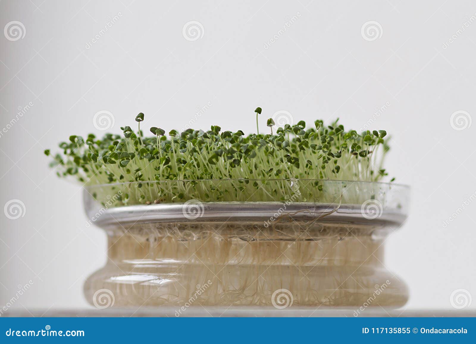 Seed germination container stock image. Image of leaf - 117135855