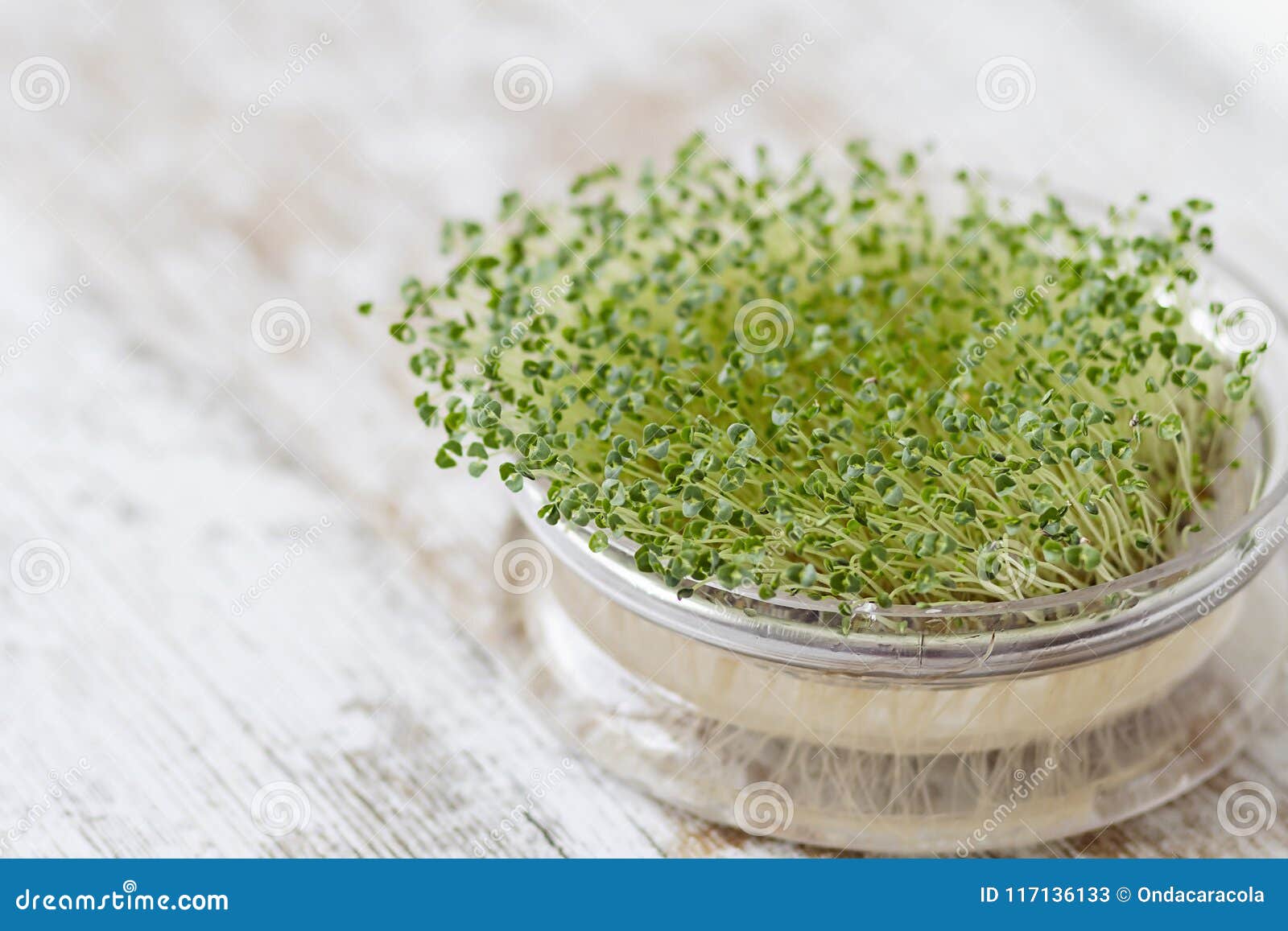 Seed germination container stock image. Image of environment - 117136133