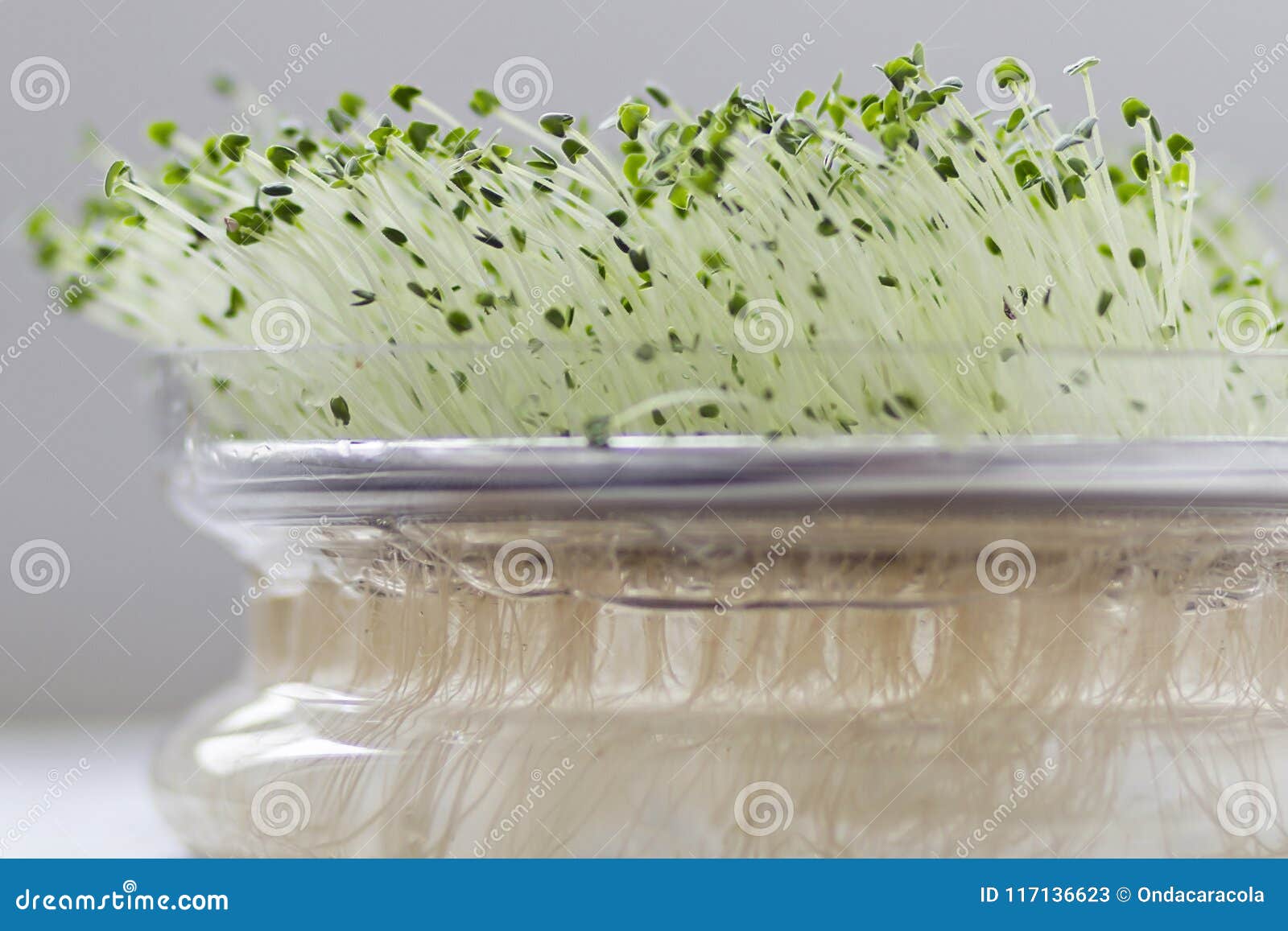Seed germination container stock image. Image of isolated - 117136623