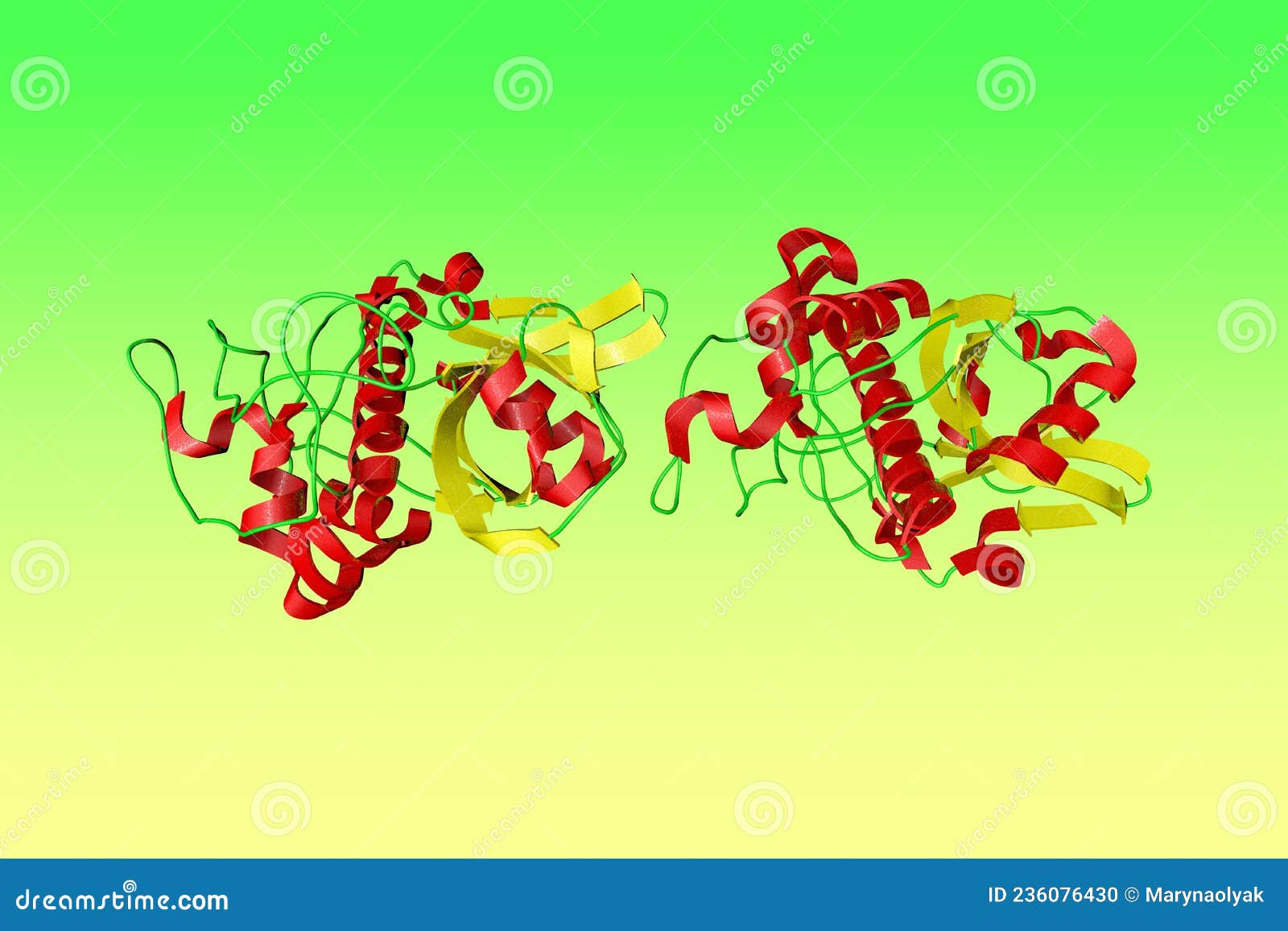 Crystal Structure of Cathepsin B in Complex with Nitroxoline. Ribbons ...