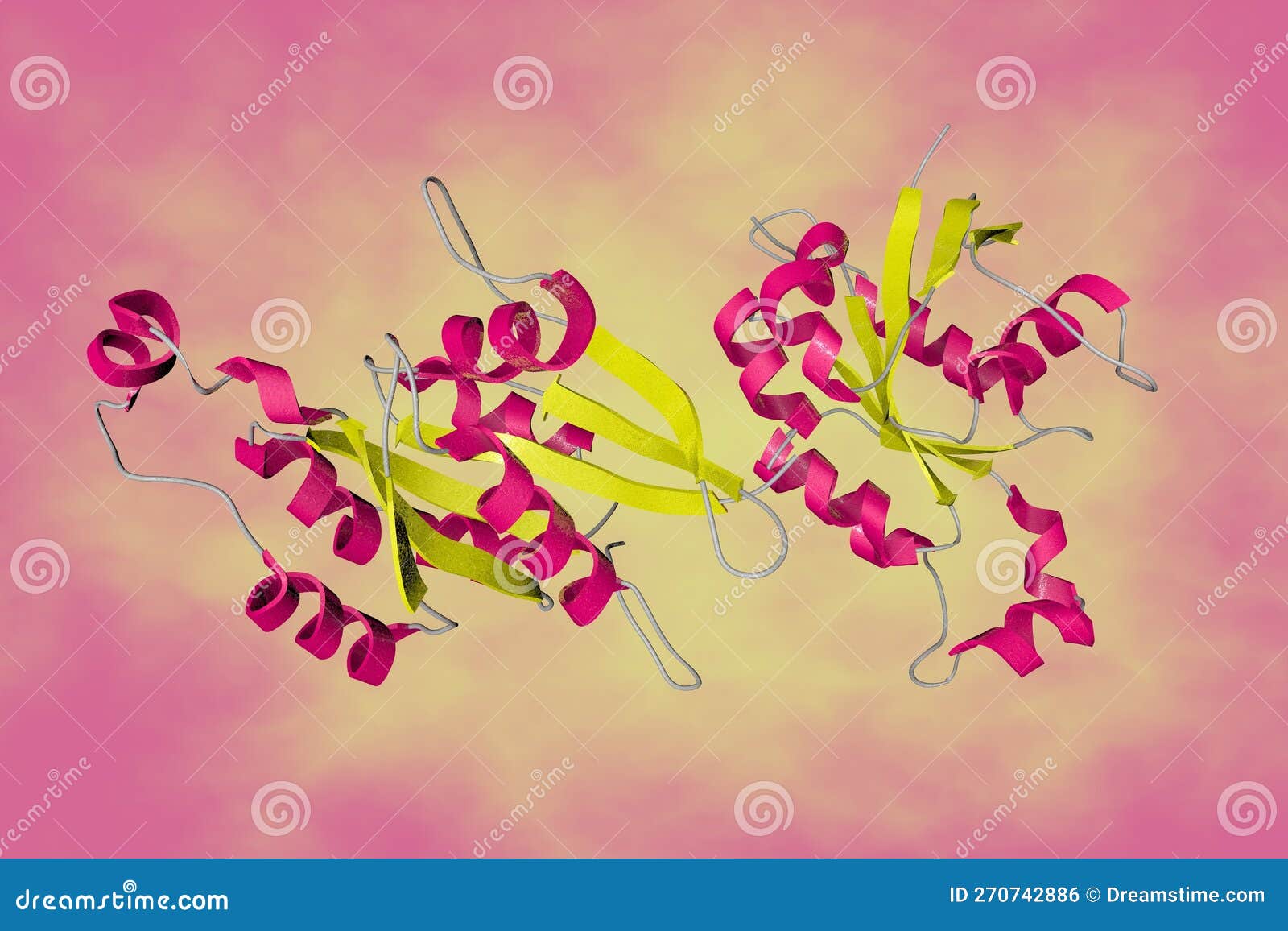 Crystal Structure of CDC42Hs-GDP Complex. Ribbons Diagram. 3d ...