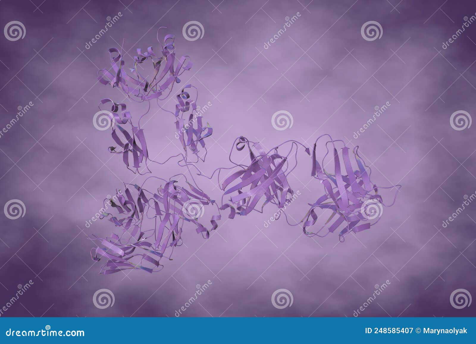 Crystal Structure of the Intact Human Immunoglobulin B12. Ribbons ...