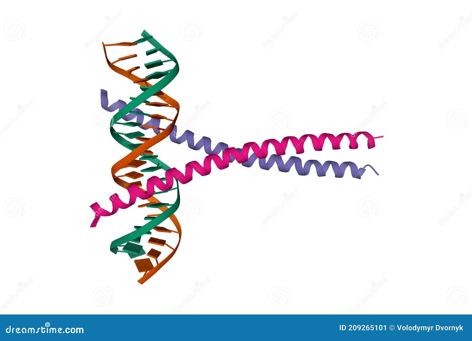 Crystal Structure of the Jun/CRE Complex Stock Illustration ...