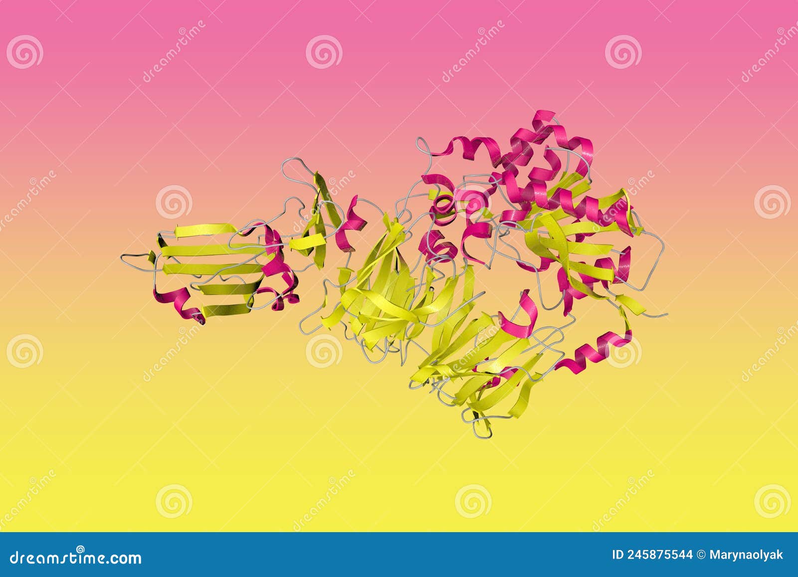 Crystal Structure of MERS-CoV Complexed with Human DPP4. Ribbons ...