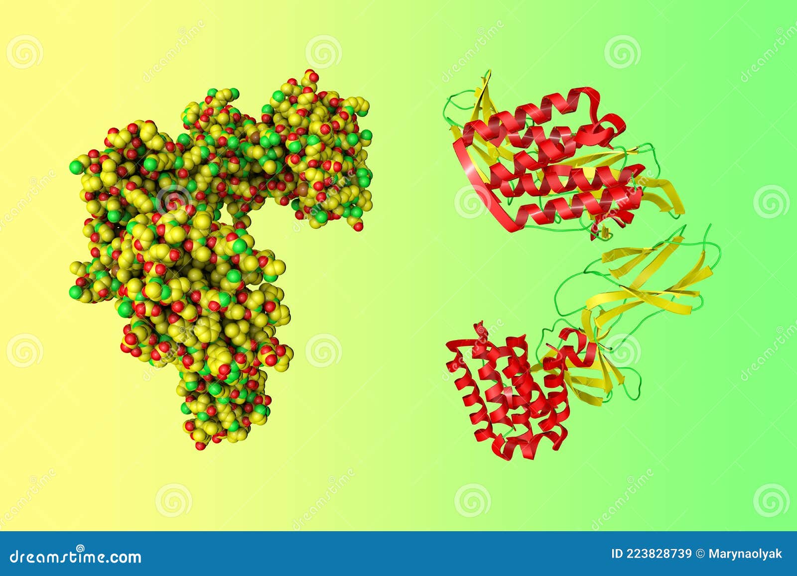 Crystal Structure and Molecular Model of Binary Complex between ...