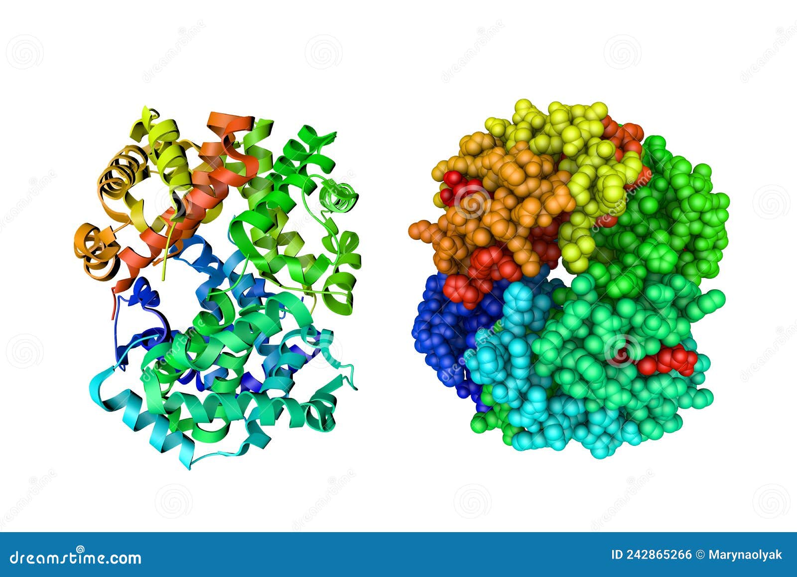 Crystal Structure and Molecular Model of Deoxyhemoglobin in Complex ...