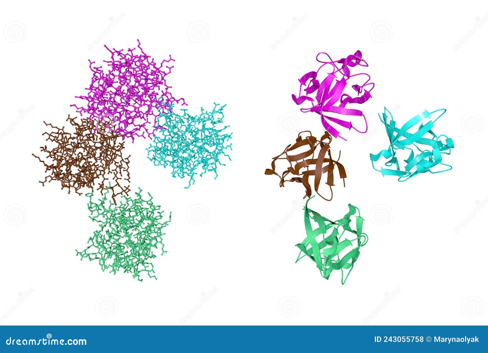 Crystal Structure and Molecular Model of Fibroblast Growth Factor 18 ...