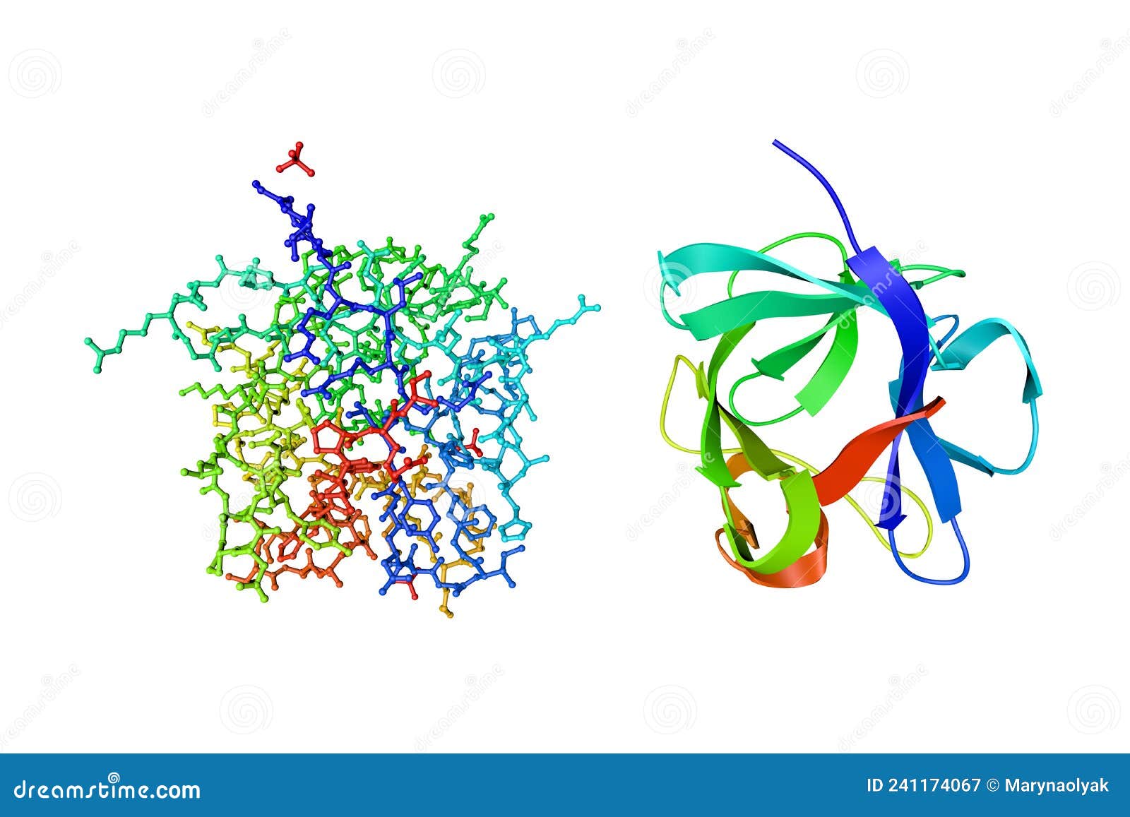 Structure Of Fibroblast Cells Stock Photography | CartoonDealer.com ...