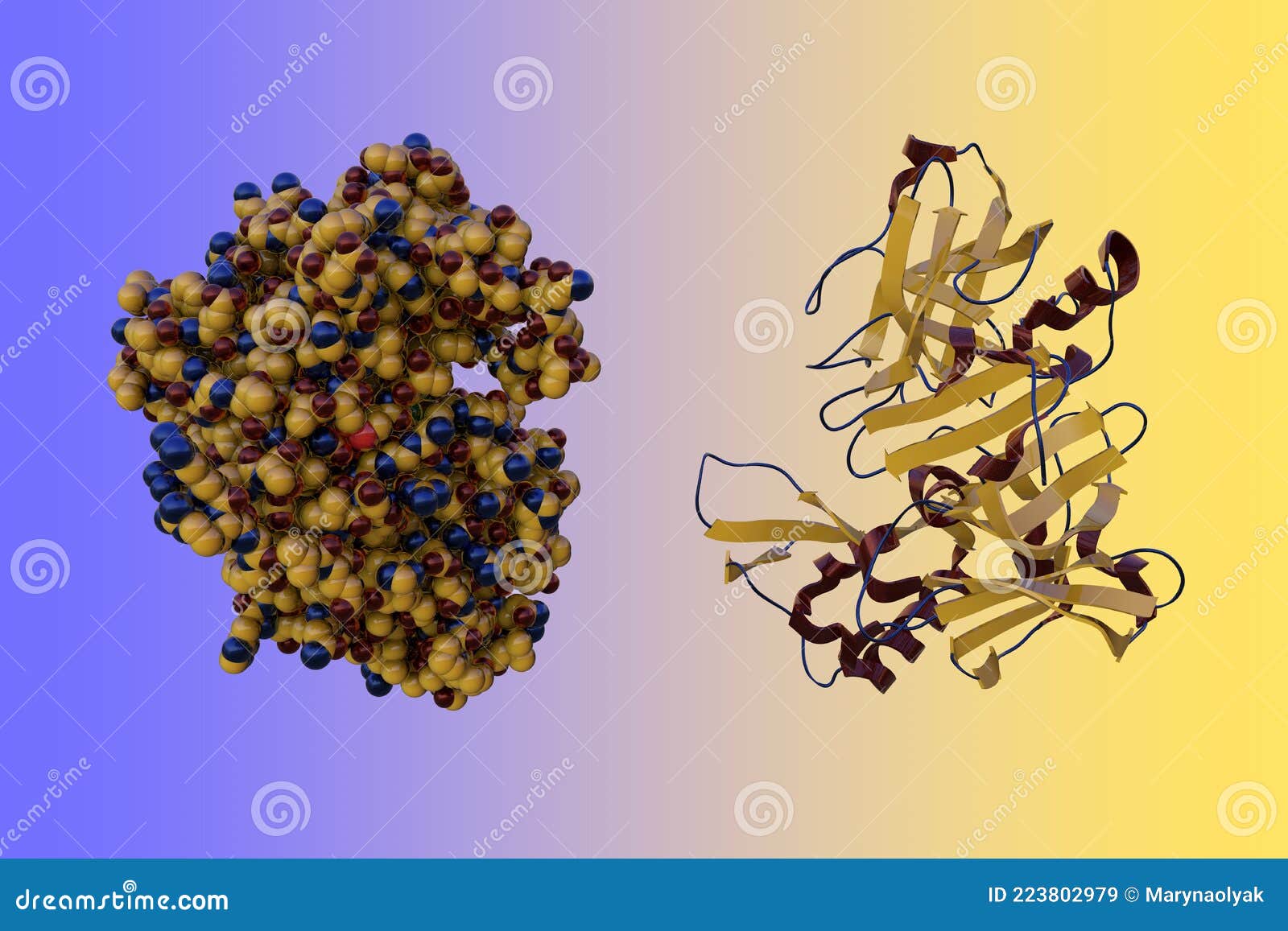Human Beta-glucuronidase Molecule Royalty-Free Illustration ...