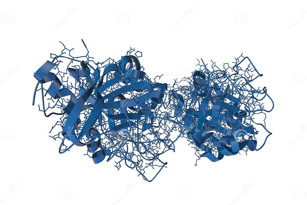 Crystal Structure and Molecular Model of Human Intelectin-1, Also Known ...