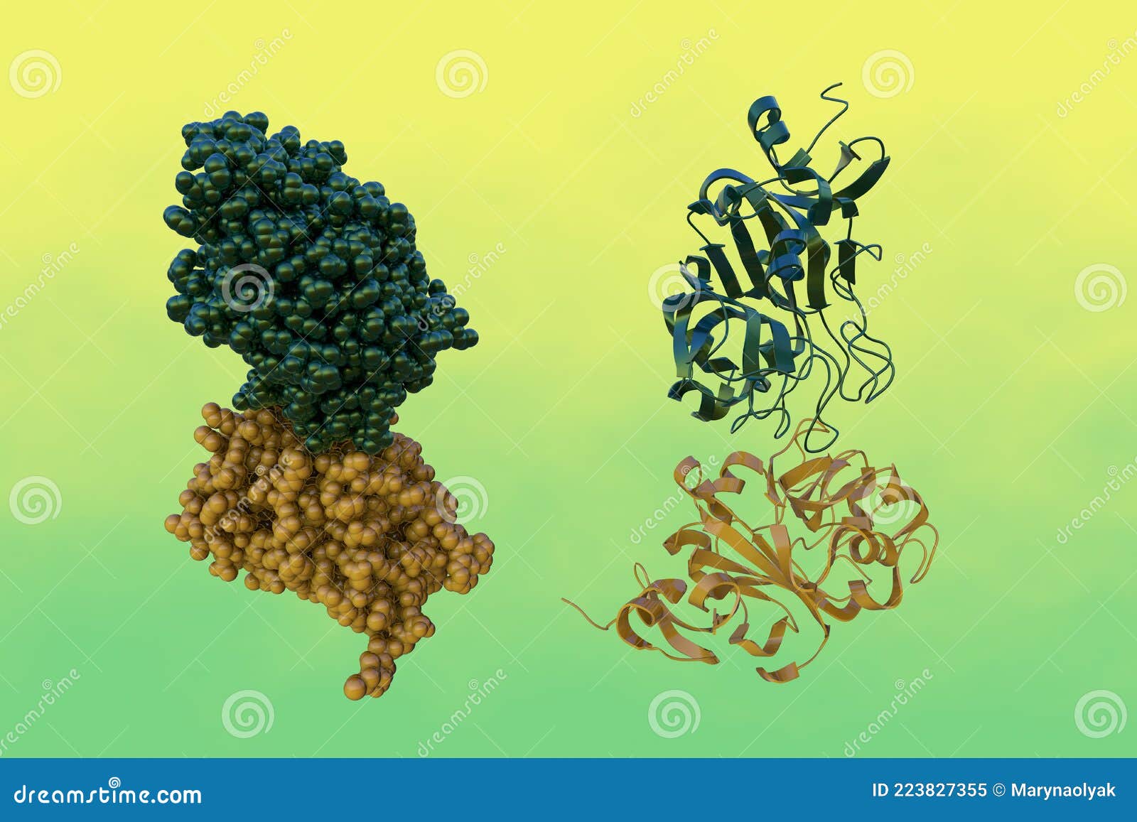 Crystal Structure and Molecular Model of Human Intelectin-1, Also Known ...