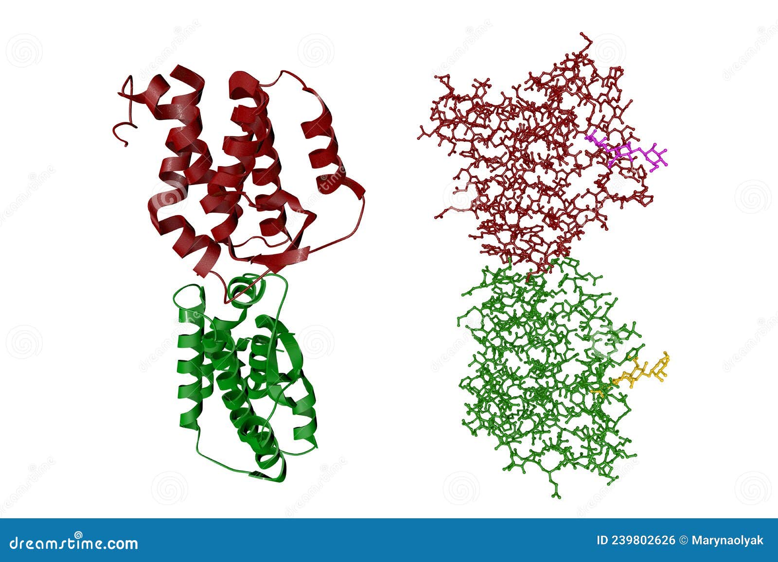 Crystal Structure and Molecular Model of Human Interleukin-34 Isolated ...
