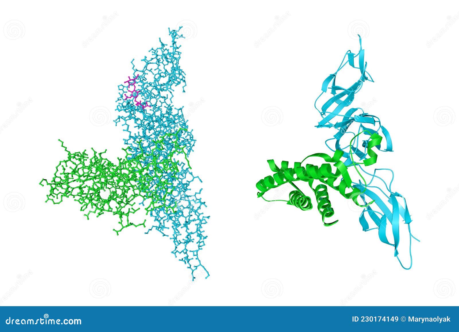 Crystal Structure and Molecular Model of Human Interleukin-12 ...