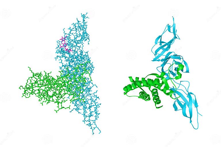 Crystal Structure and Molecular Model of Human Interleukin-12 ...