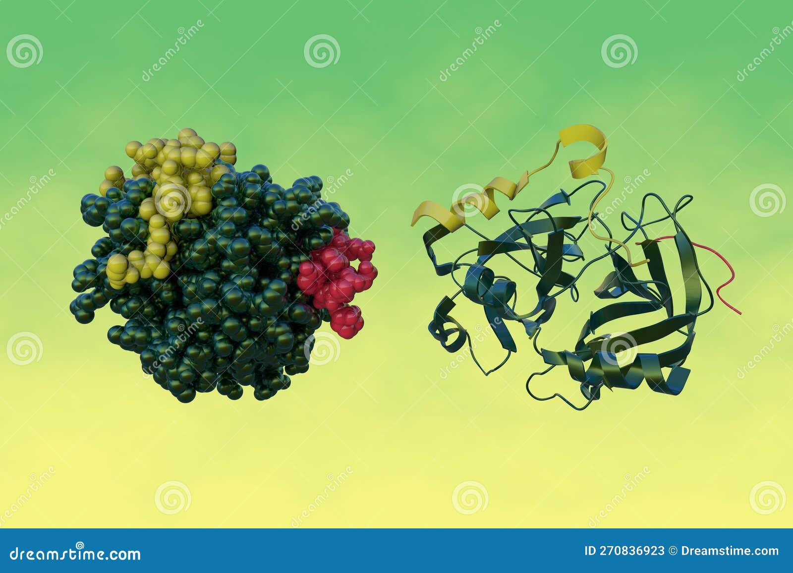 Crystal Structure and Molecular Model of Human Thrombin-inhibitor ...