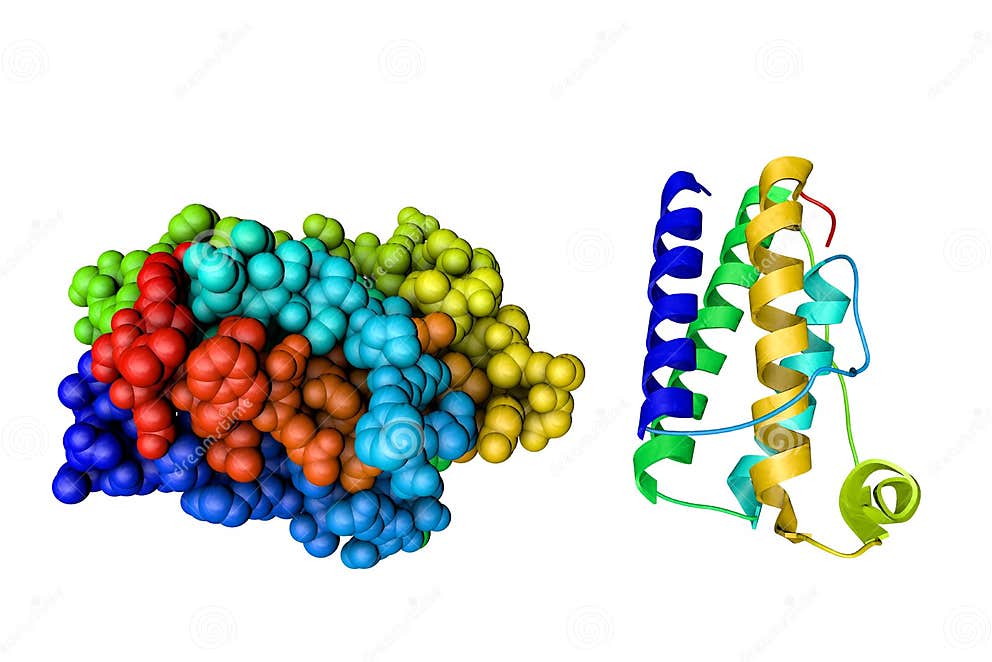 Crystal Structure And Molecular Model Of Leptin Human Obesity Protein