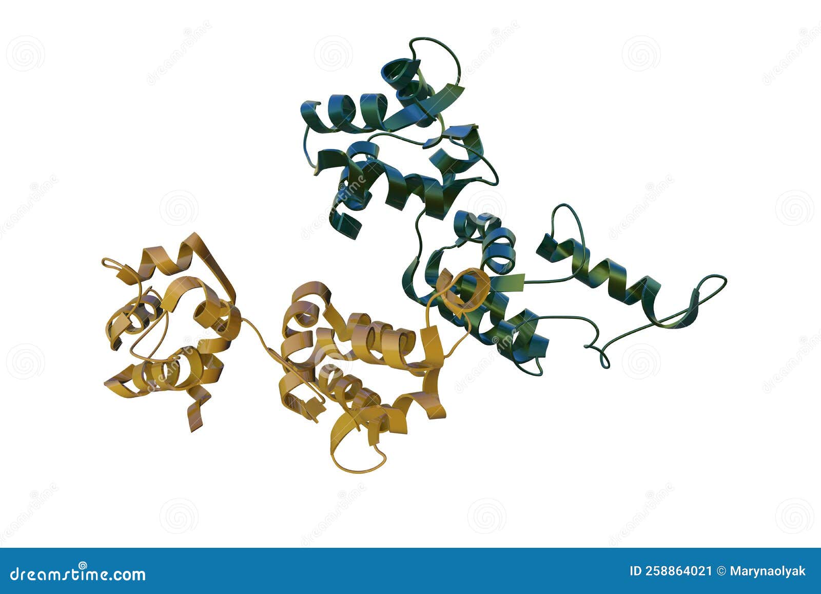 BCL-2 Protein, 3D Rendering. Prevents Apoptosis (cell Death) And Stock ...