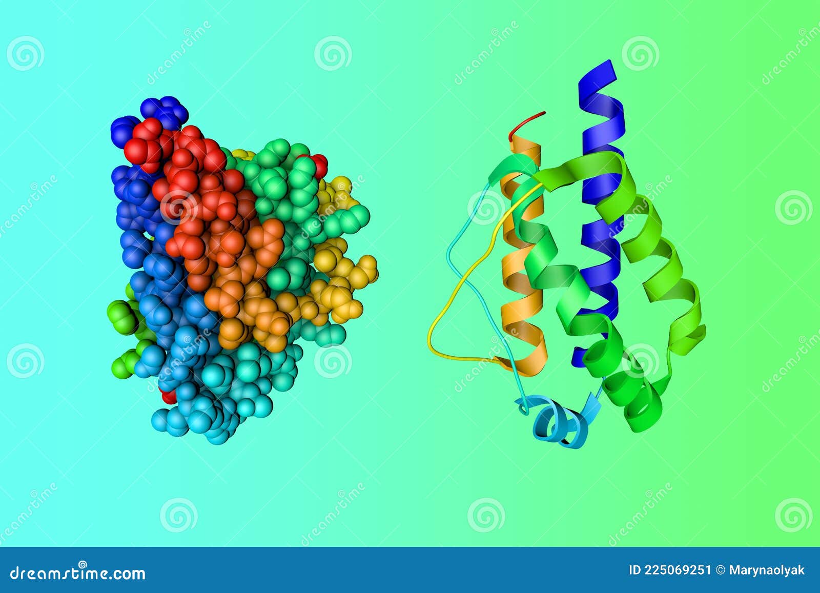 Crystal Structure and Space-filling Molecular Model of Human ...