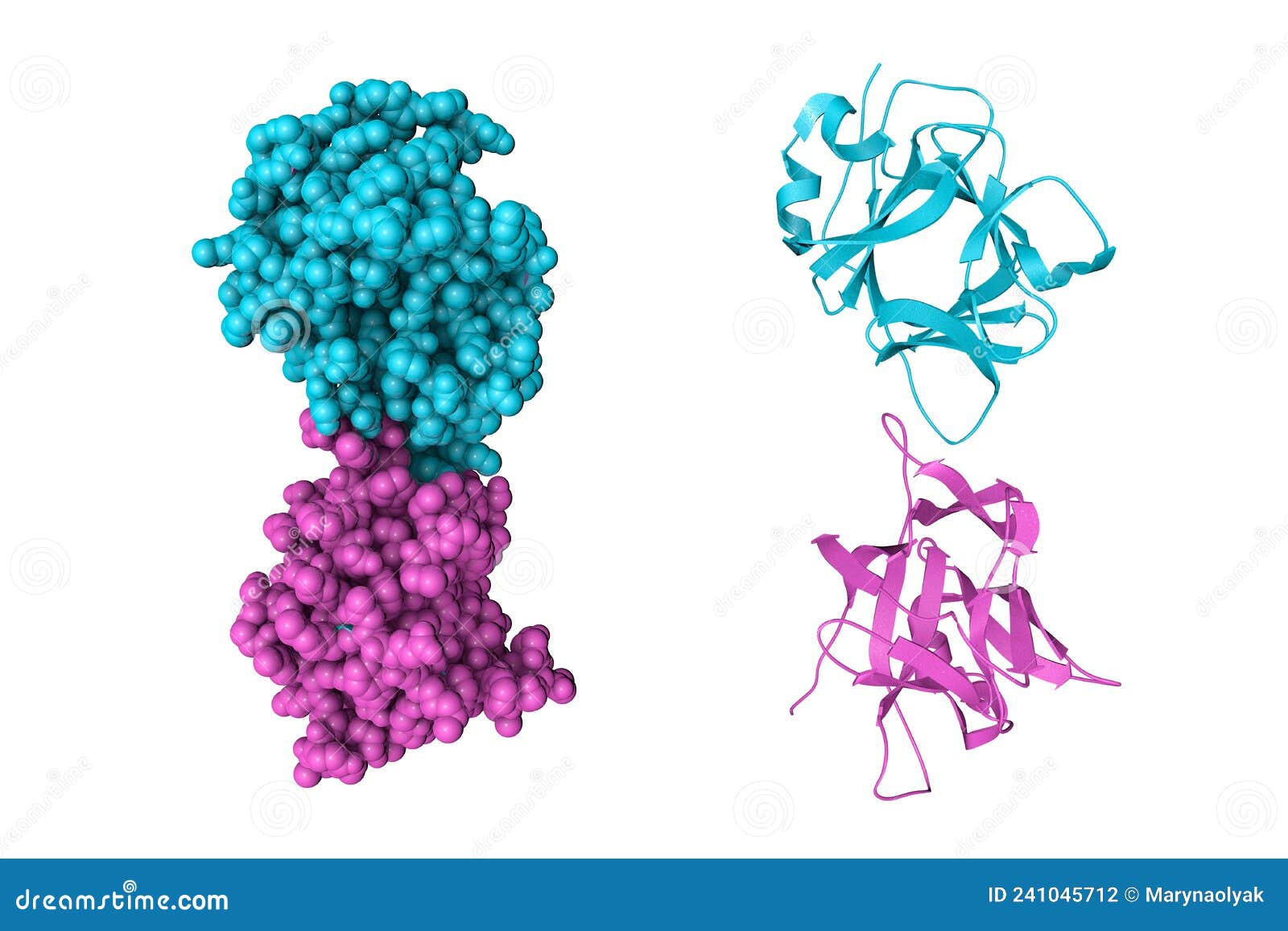 Crystal Structure and Space-filling Molecular Model of Human ...