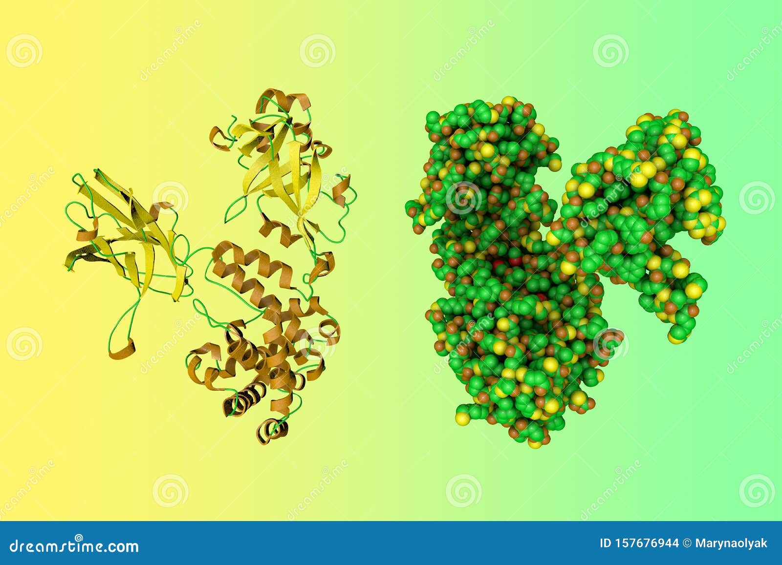 Crystal Structure And Space-filling Molecular Model Of Nucleotide-free ... Crystal Structure And Space-filling Molecular Model Of Nucleotide-free ...