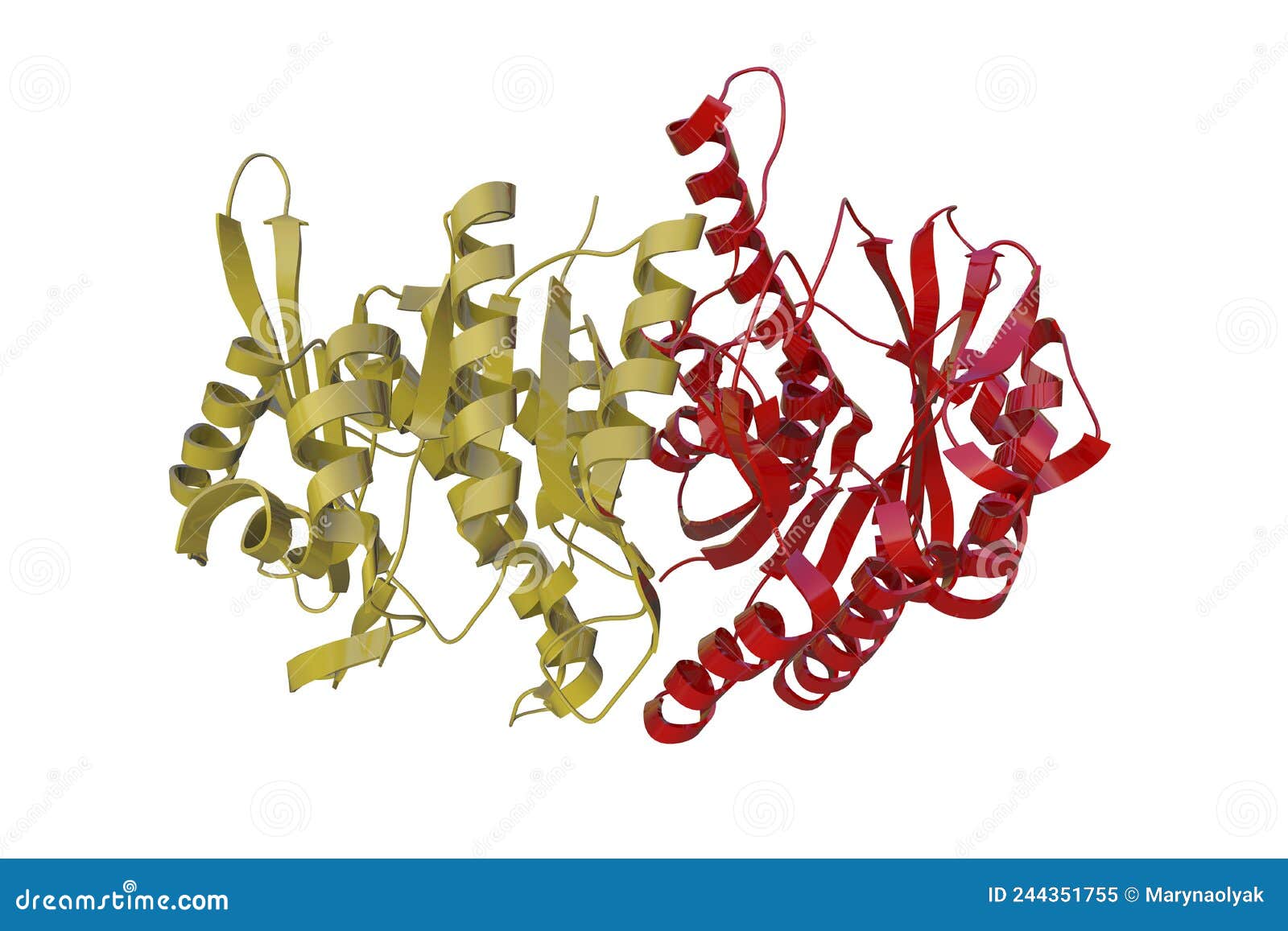 Crystal Structure of the Ternary Human PL Kinase-Ginkgotoxin-MgATP ...