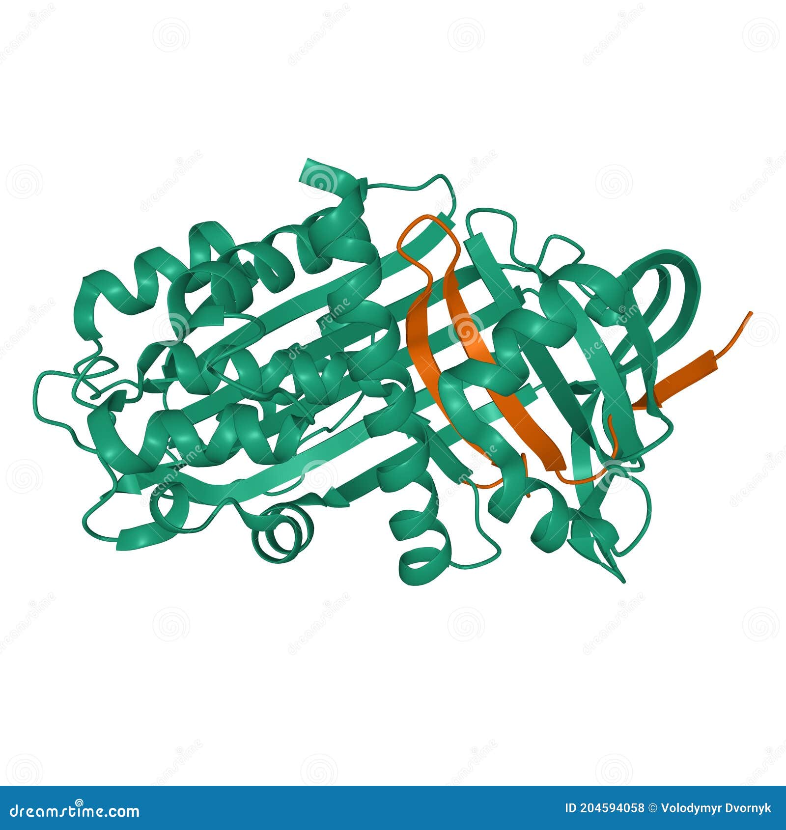 Crystal Structure of Thyroxine-binding Globulin Heterodimer, Chains a ...