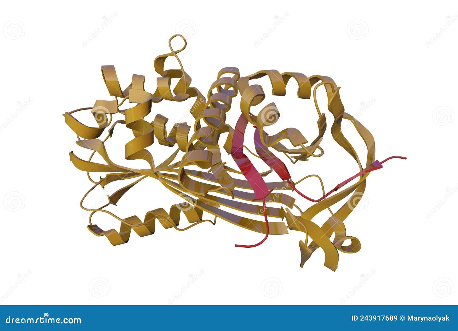 Crystal Structure of Thyroxine Binding Globulin Isolated on White ...