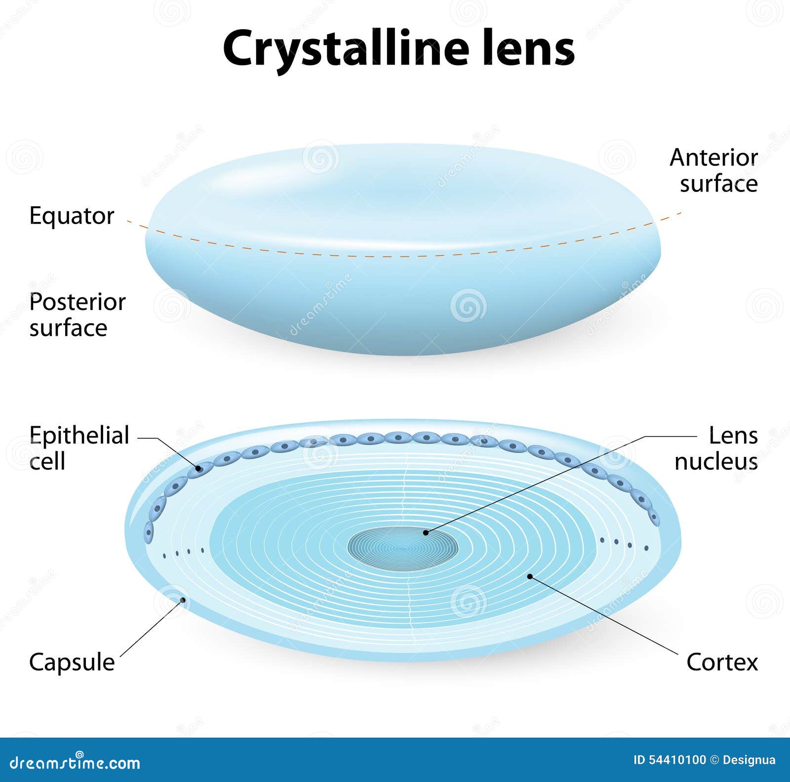 Crystalline lens anatomy stock vector. Illustration of astigmatism ... Crystalline lens anatomy stock vector. Illustration of astigmatism ...
