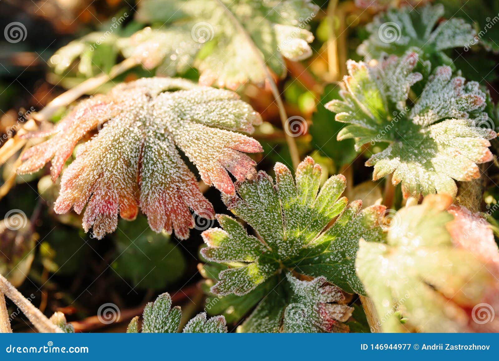 Crystals of Ice on the Spring Grass, Hoarfrost Stock Image - Image of ...