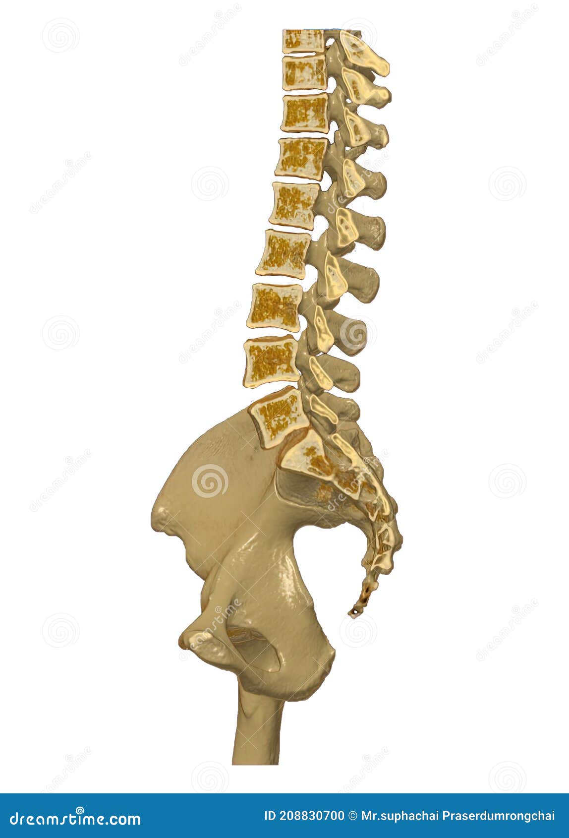 CT Lumbar Spine Or L-S Spine 3D Rendering Image Sagittal View 3D ...
