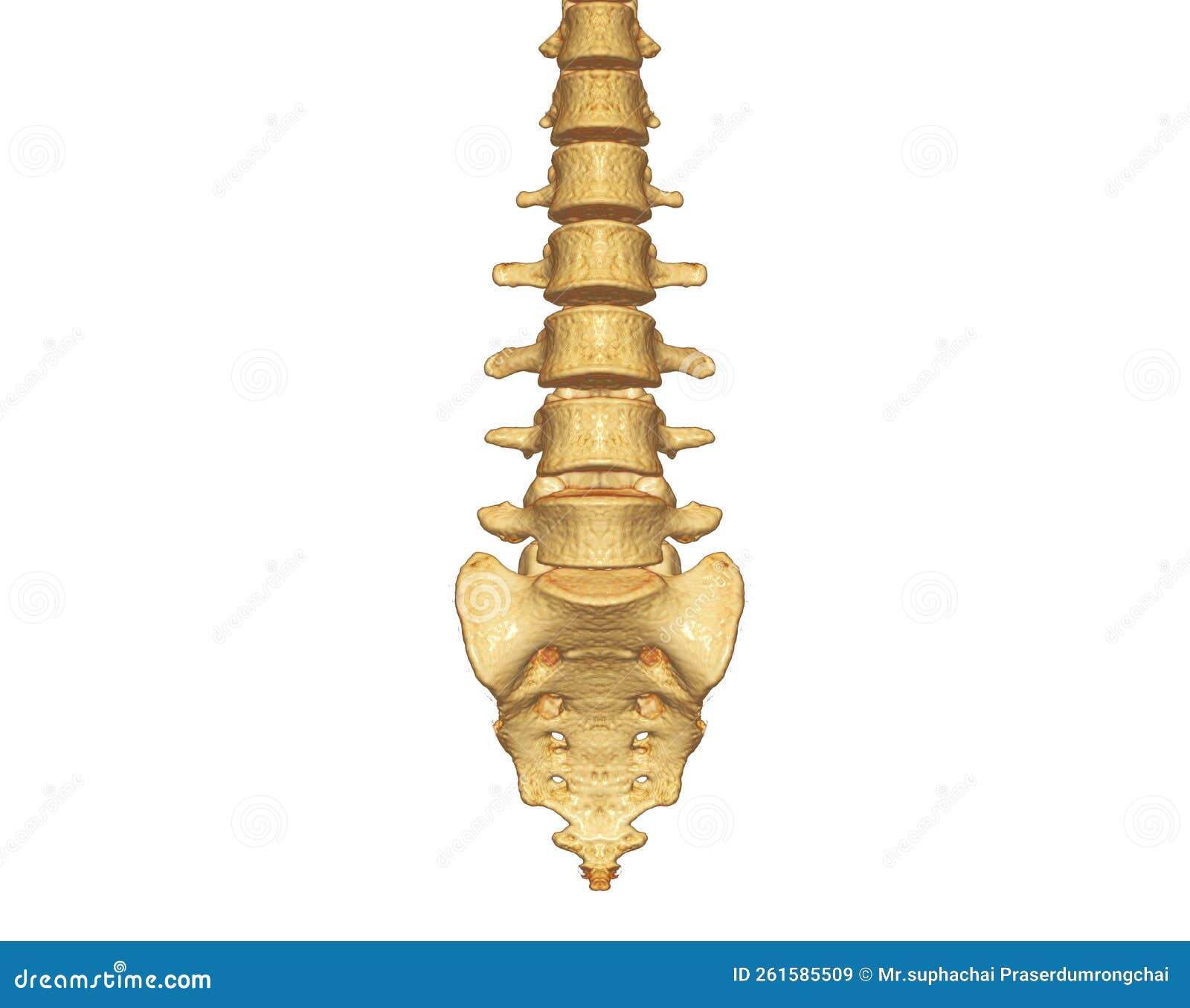 Ct Scan Of Lumbar Spine 3d Rendering Showing Profile Human Spine Stock Illustration