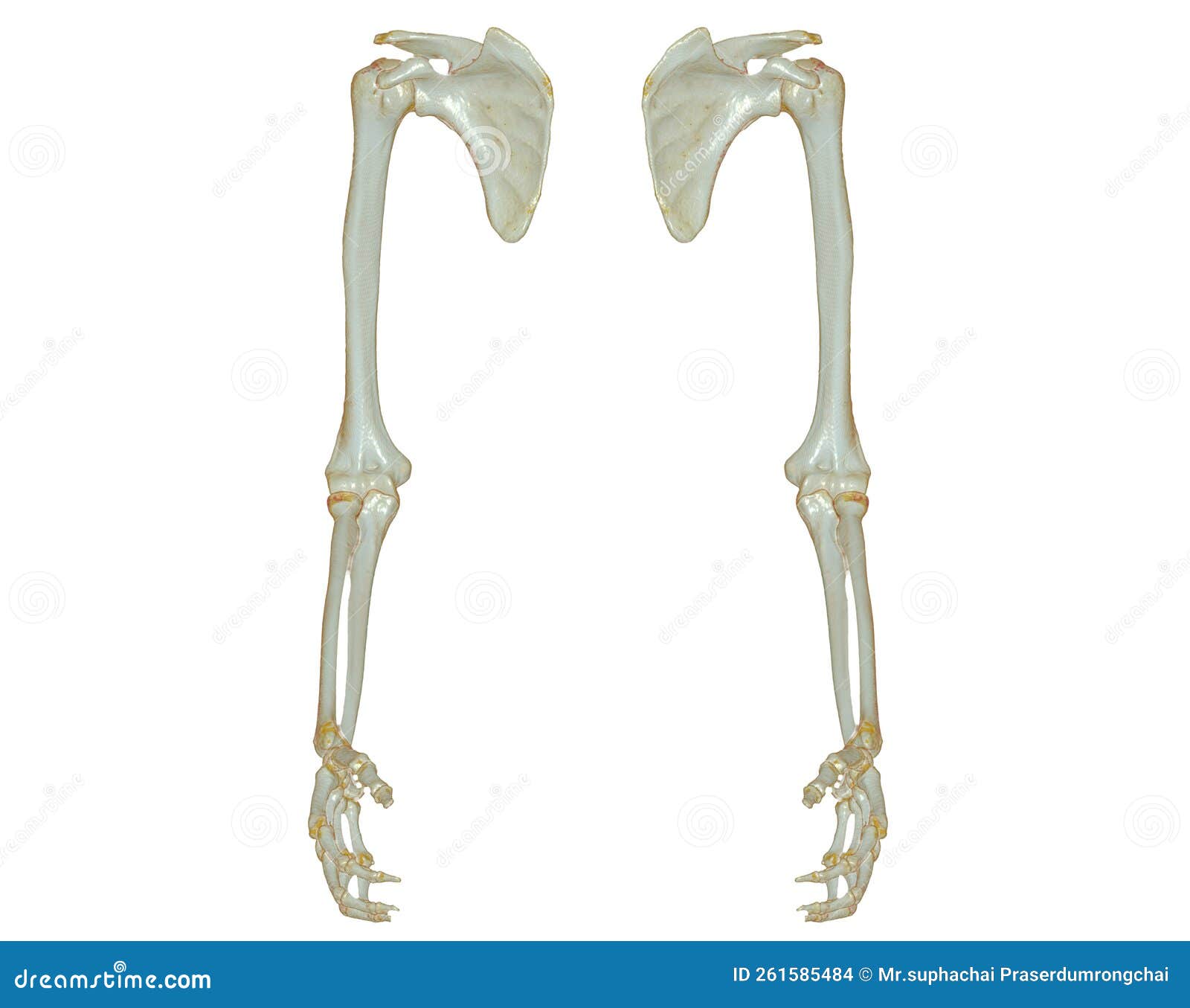 CT SCAN Of Upper Extremity 3D Rendering Isolated On White Background ...