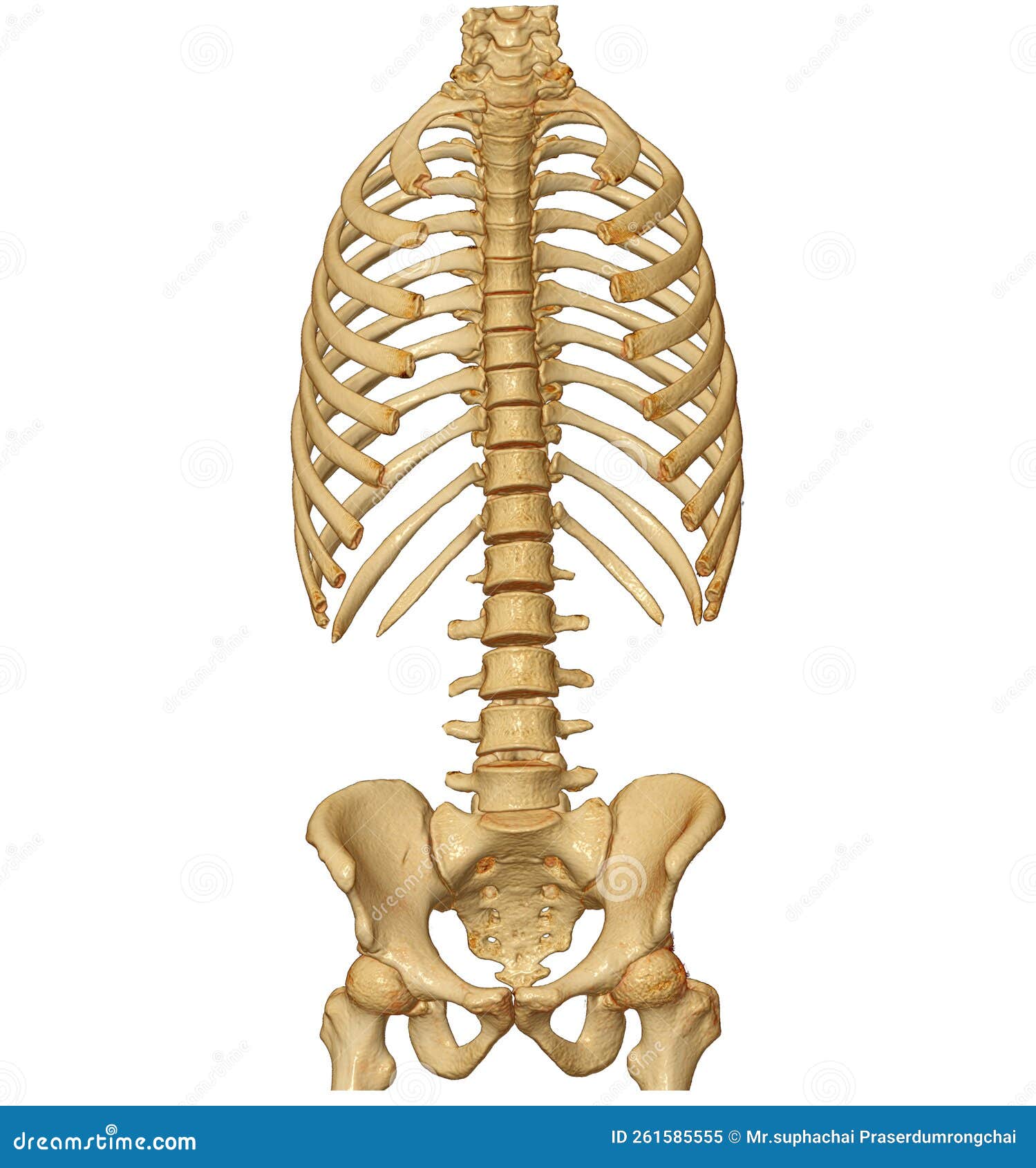 CT Scan of Whole Spine 3D Rendering Showing Profile Human Spine Stock ...