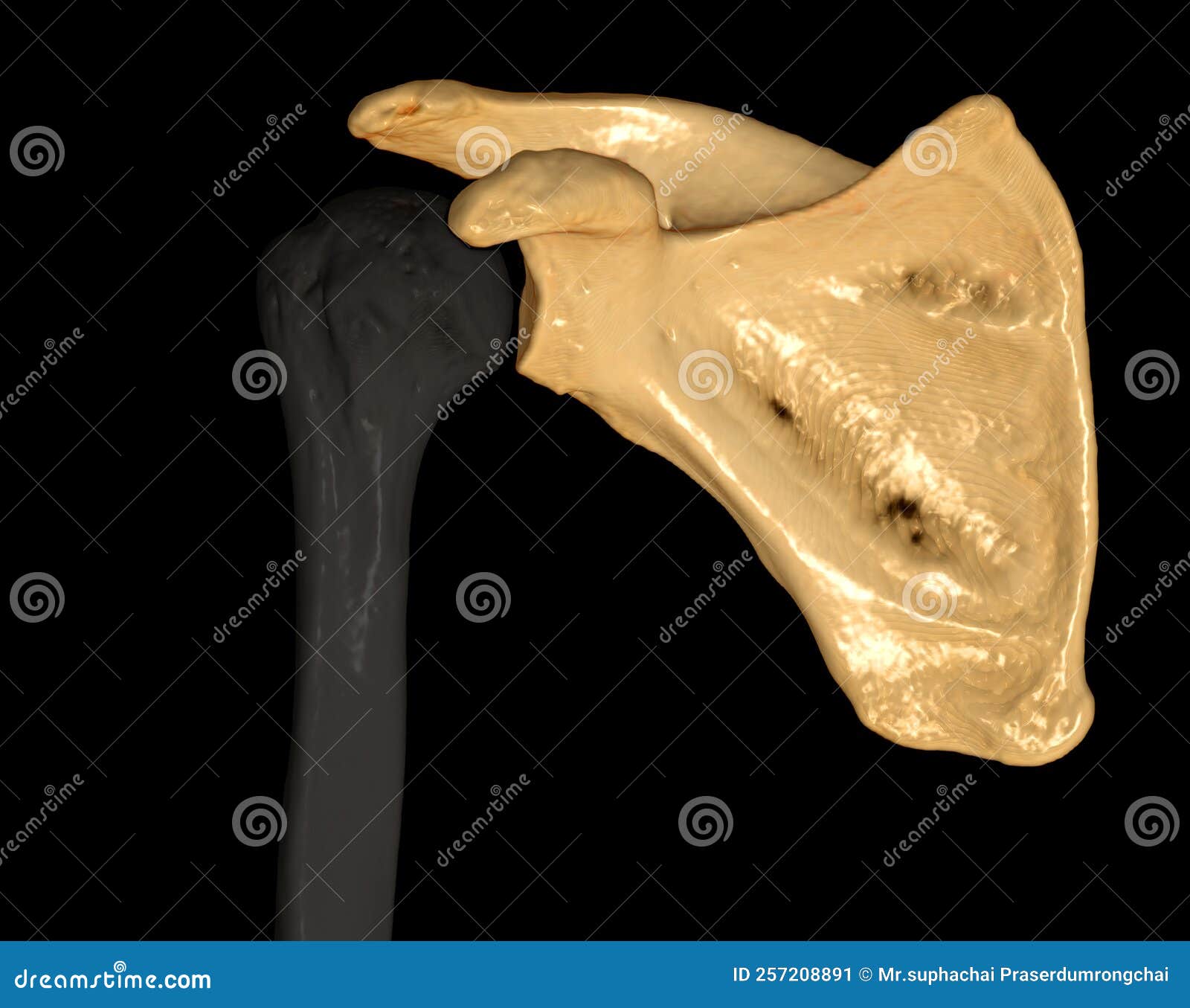 CT Shoulder 3D stock illustration. Illustration of radiograph - 257208891