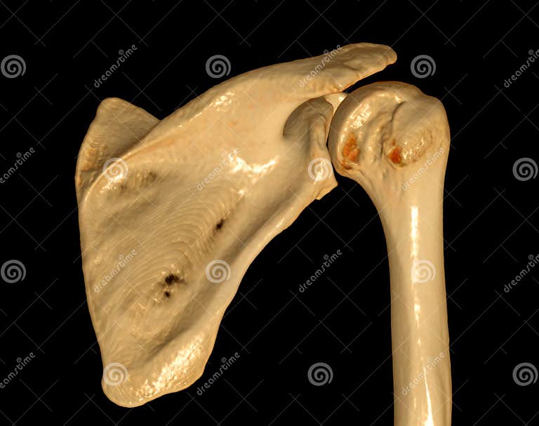 CT Shoulder 3D stock illustration. Illustration of shoulder - 257208907