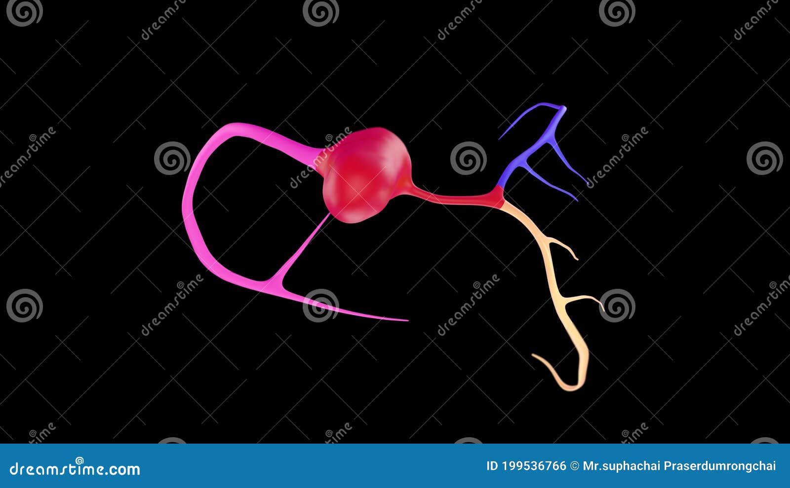 CTA Coronary Artery 3D Rendering 7.2020 Stock Illustration ...