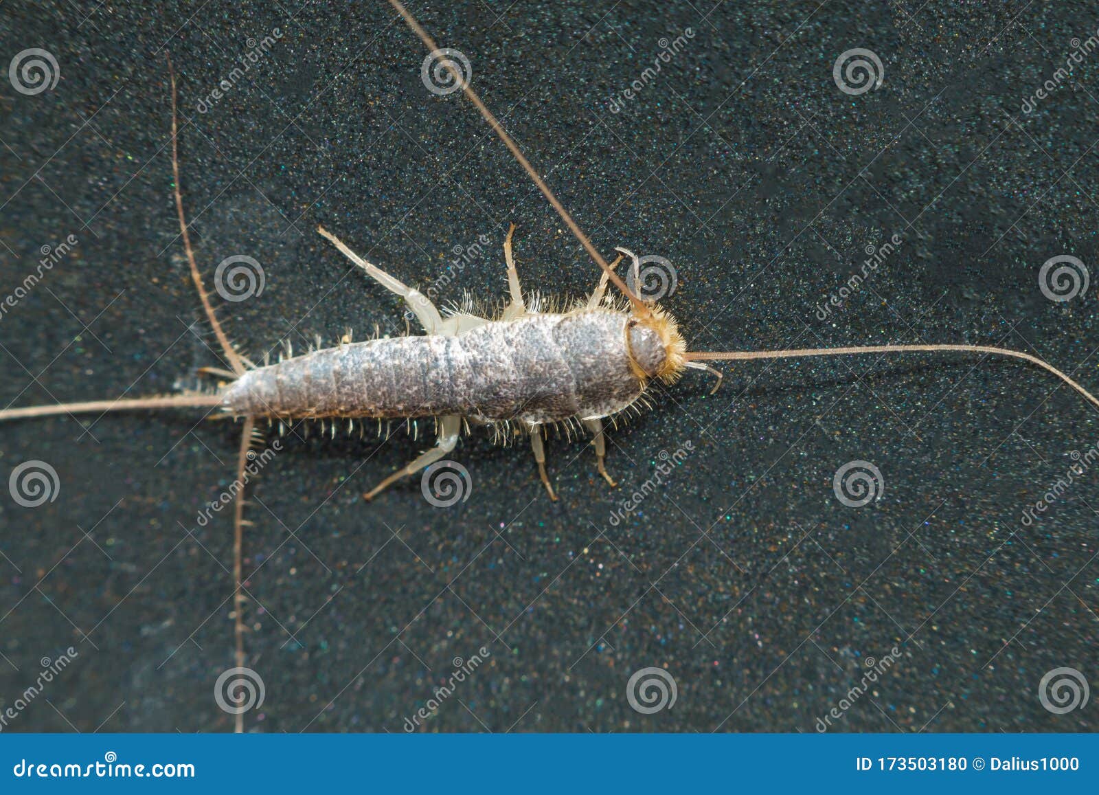 Ctenolepisma Insect Walks on Dark Surface. Top View Stock Photo - Image ...