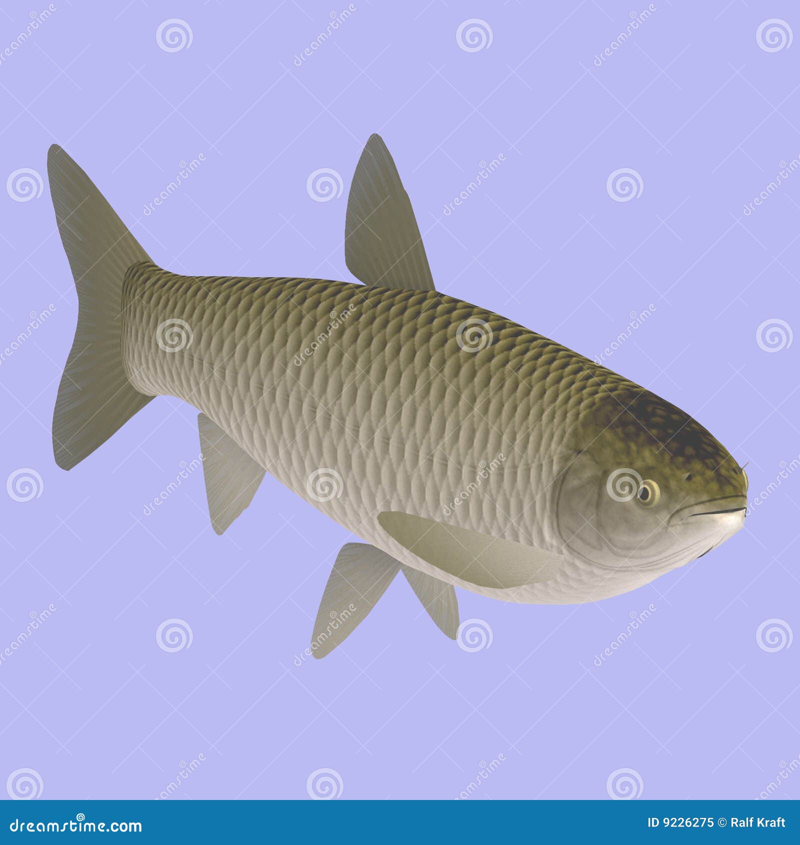 Ctenopharyngodon idella stock illustration. Illustration of water - 9226275