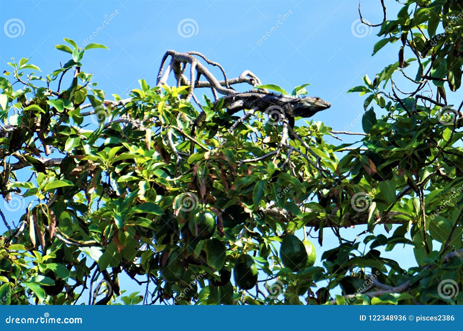 Ctenosaura Lizard in a Mango Tree in Jaco Stock Photo - Image of iguana ...