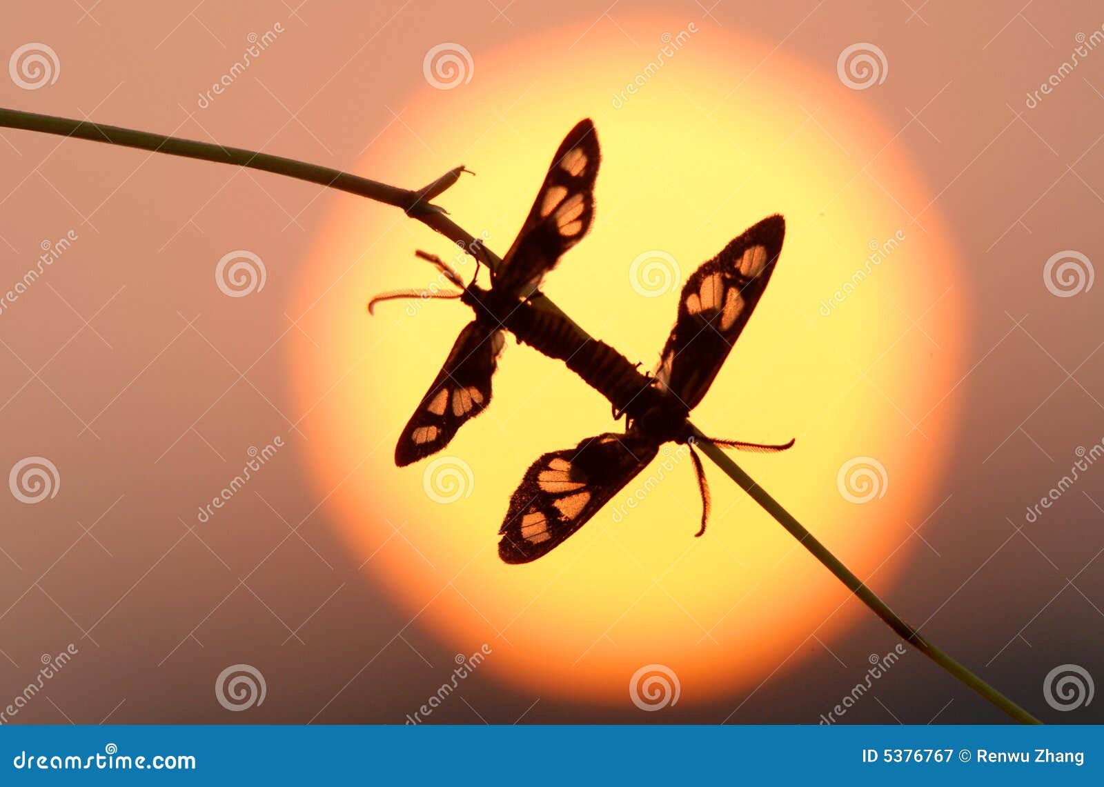 Ctenuchidae the warmth stock image. Image of warmth, mating - 5376767